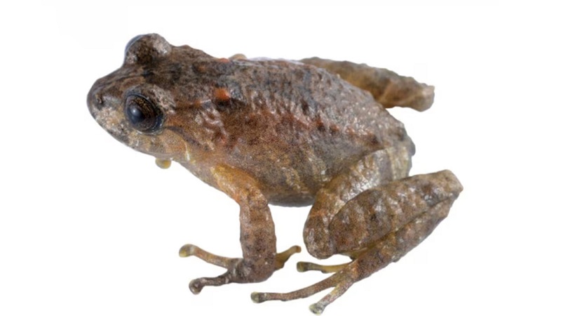 Redescubren en Ecuador a una rana que no había sido vista en 100 años ...